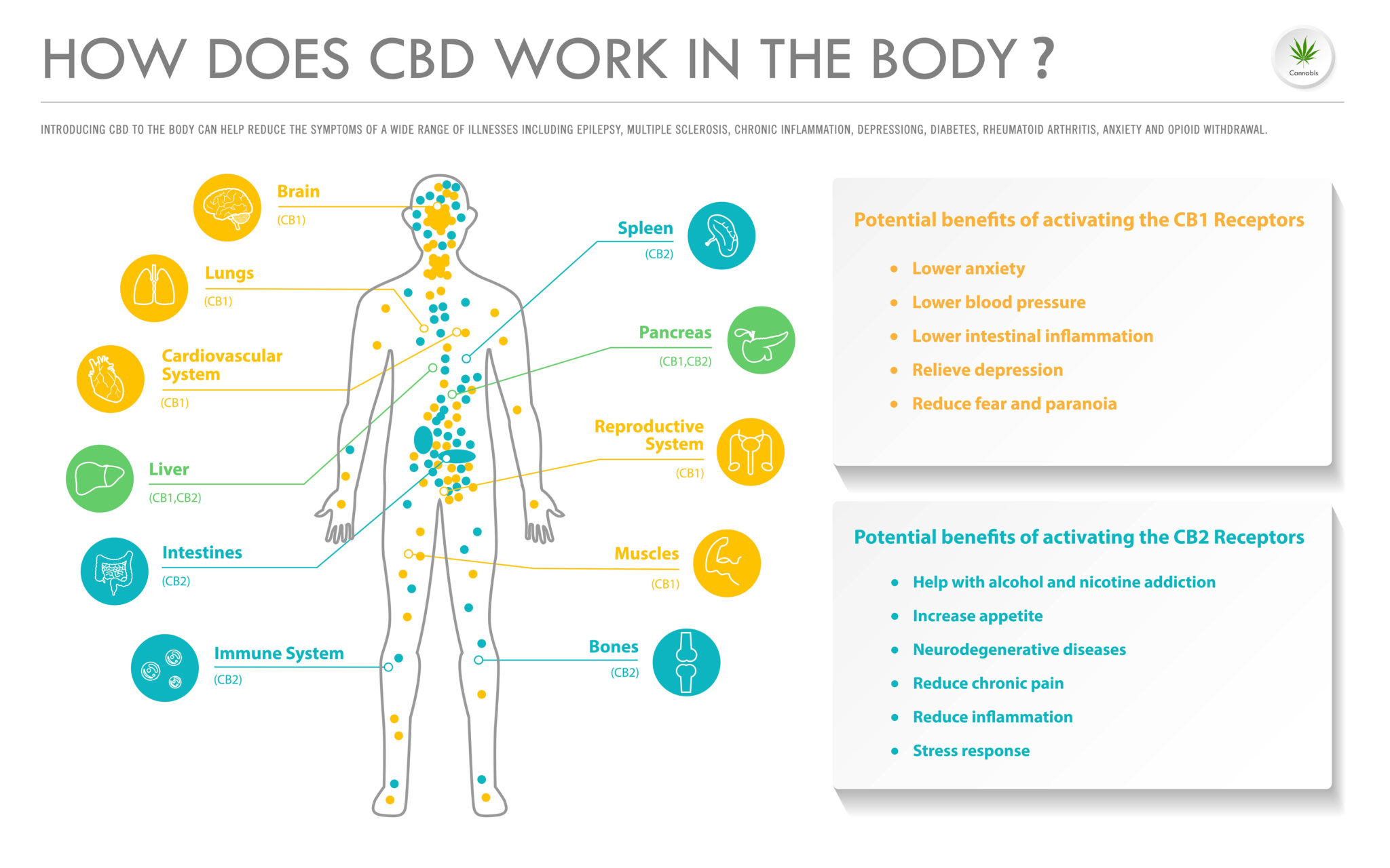 The Endocannabinoid System 101: The Basics Made Easy